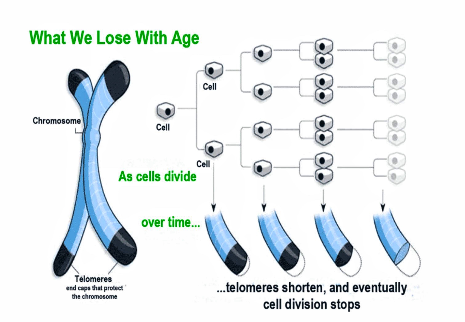 Getting Older Without Getting Old | Spunkypedia